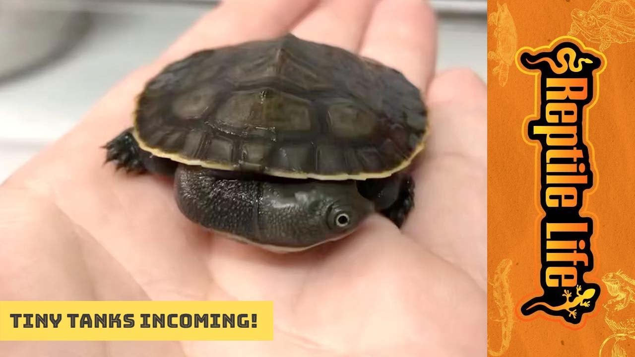 More Baby Turtles | Reptile Life Adelaide - YouTube