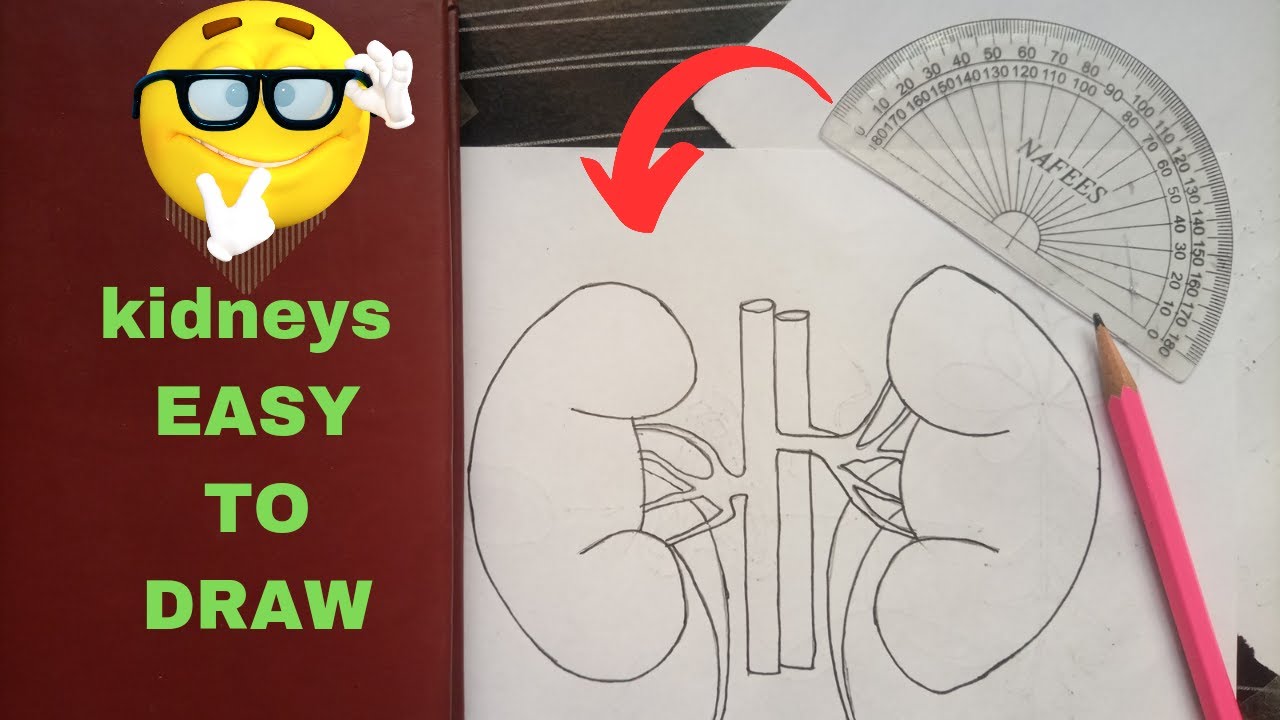 How to Draw Kidneys : Easily Step by Step Guide for Beginners - YouTube