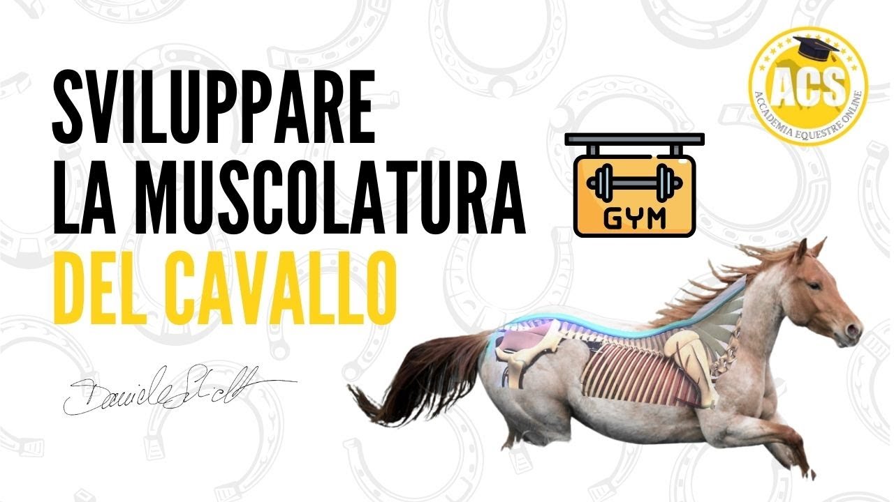 LEZIONE 🐴: Lo sviluppo muscolare del cavallo - YouTube