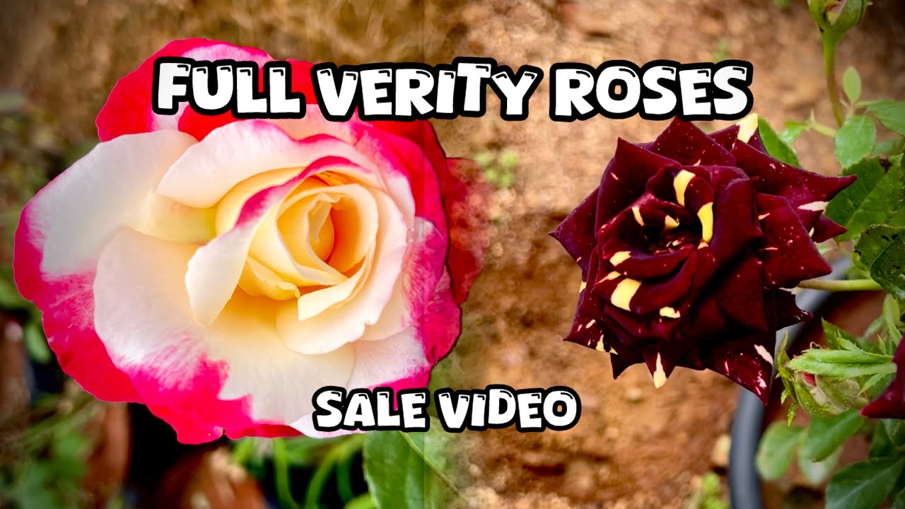 Rose full verity’s sale video #sale #rosenursery #flowergardening #rose ...