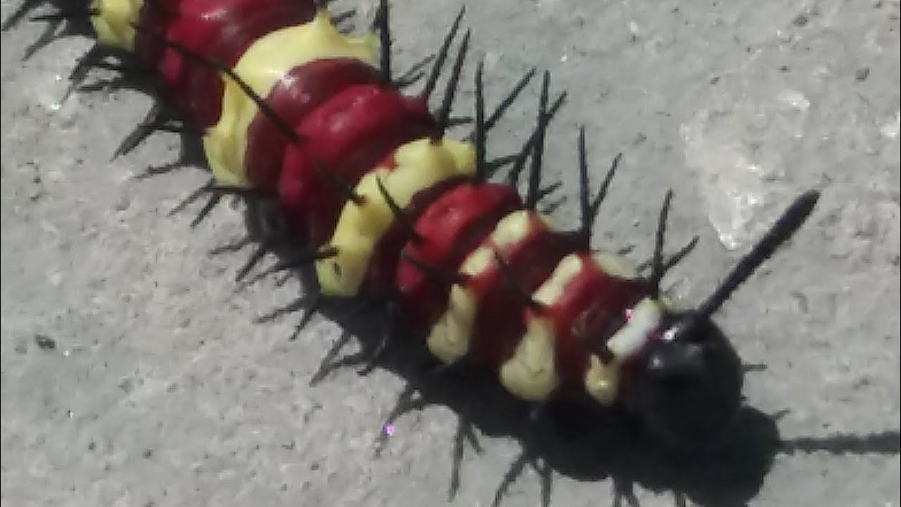 CON SÂU KỲ LẠ CỨ bò theo 1 hướng. The strange worm keeps crawling in ...