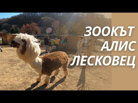 Зоокът Алис, с. Лесковец 🦙🦆🐫 // Zoo Alice, Bulgaria - YouTube