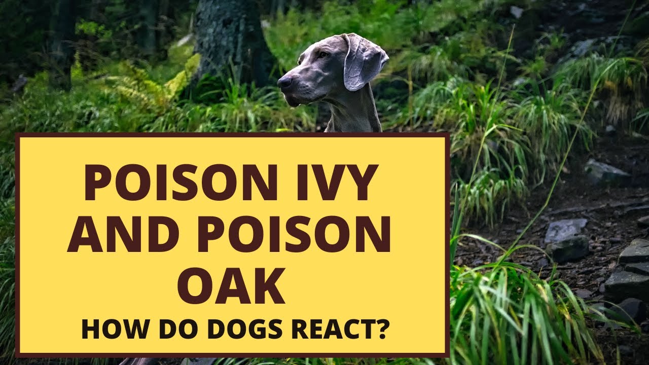 Are dogs allergic to poison ivy and poison oak? - YouTube