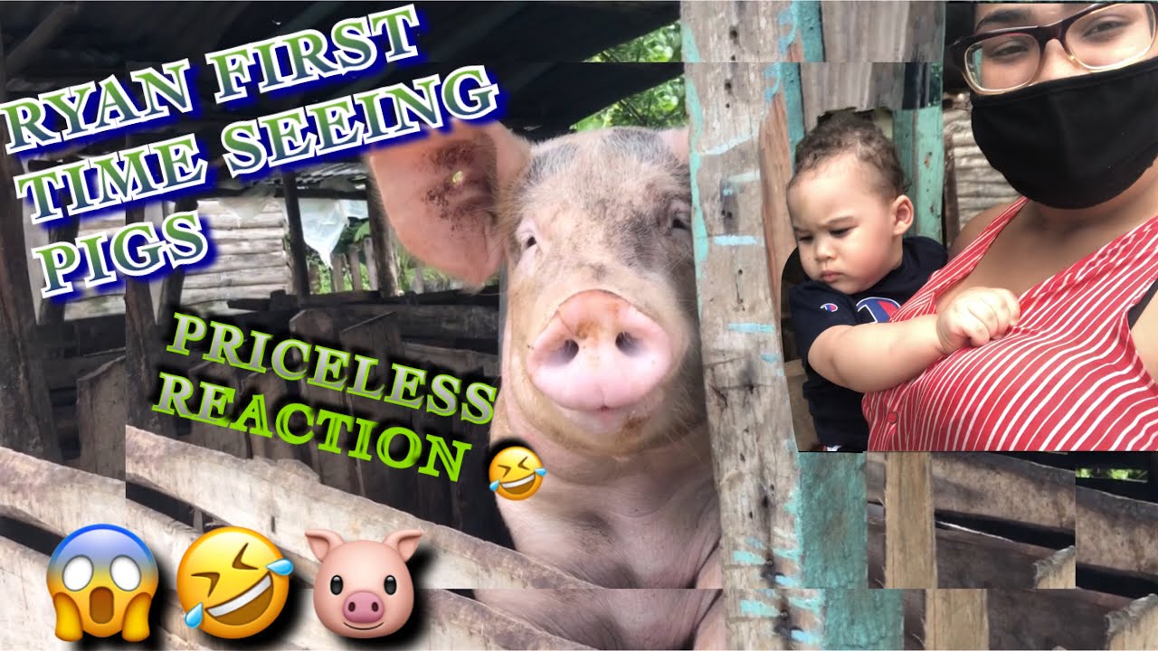 RYAN FIRST TIME SEEING PIGS | PRICELESS REACTION - YouTube