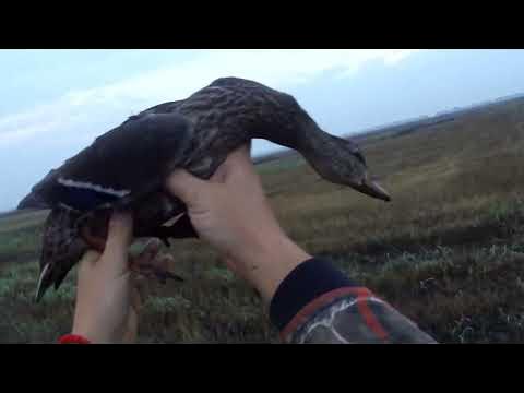 Lov na divlje patke-Duck huntihg-Bird hunting - YouTube