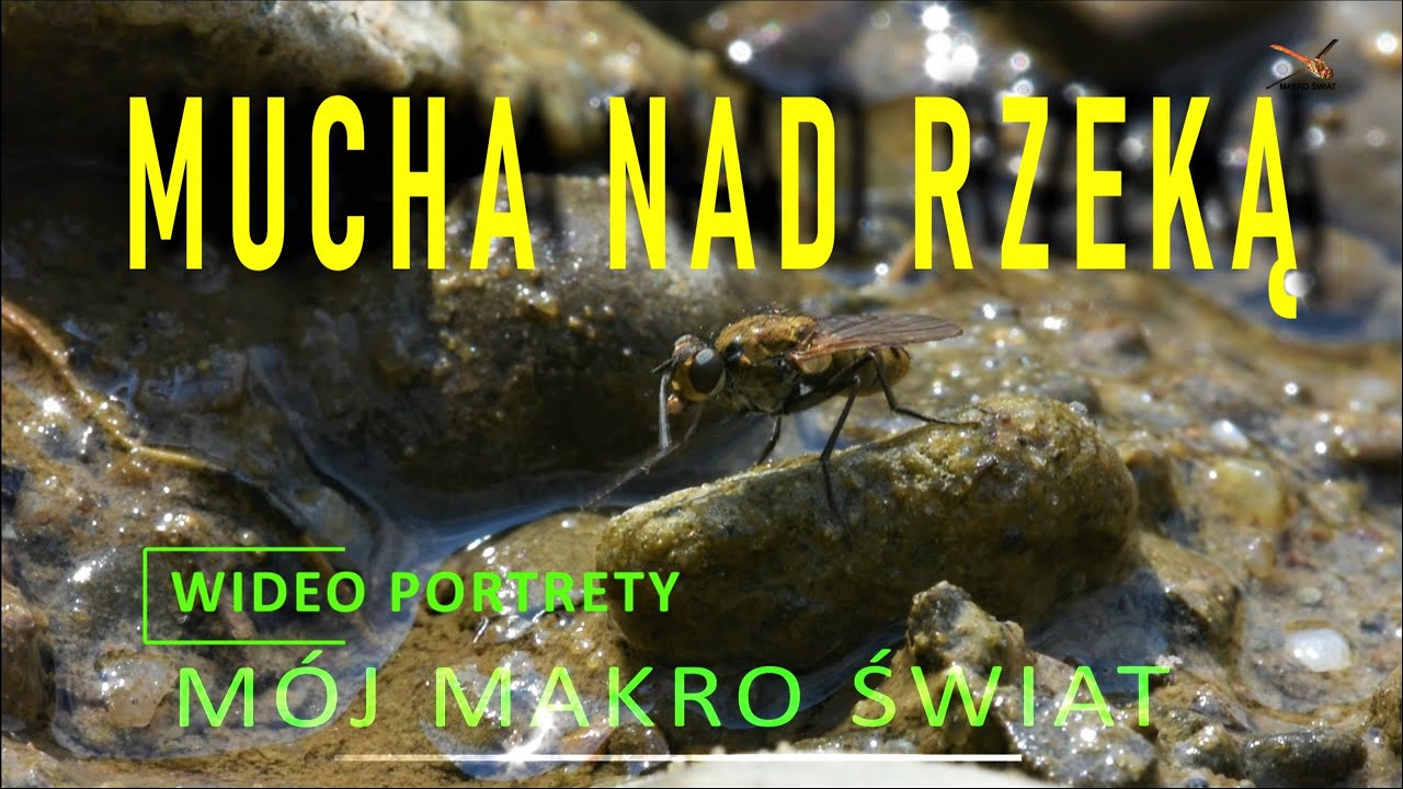 Makrofilm Mucha nad rzeką Wideo portrety Mój Makro Świat Video portrait ...