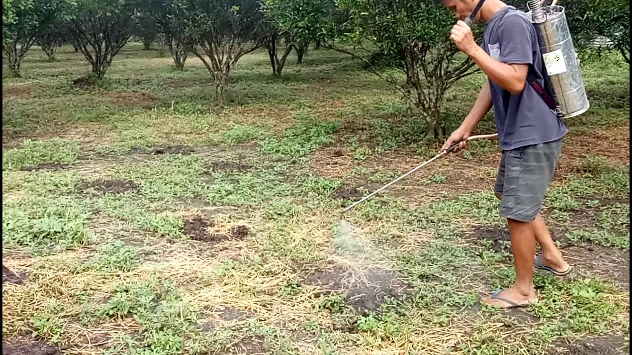 Mag Spray ng sa Langam sa Ampalaya - YouTube