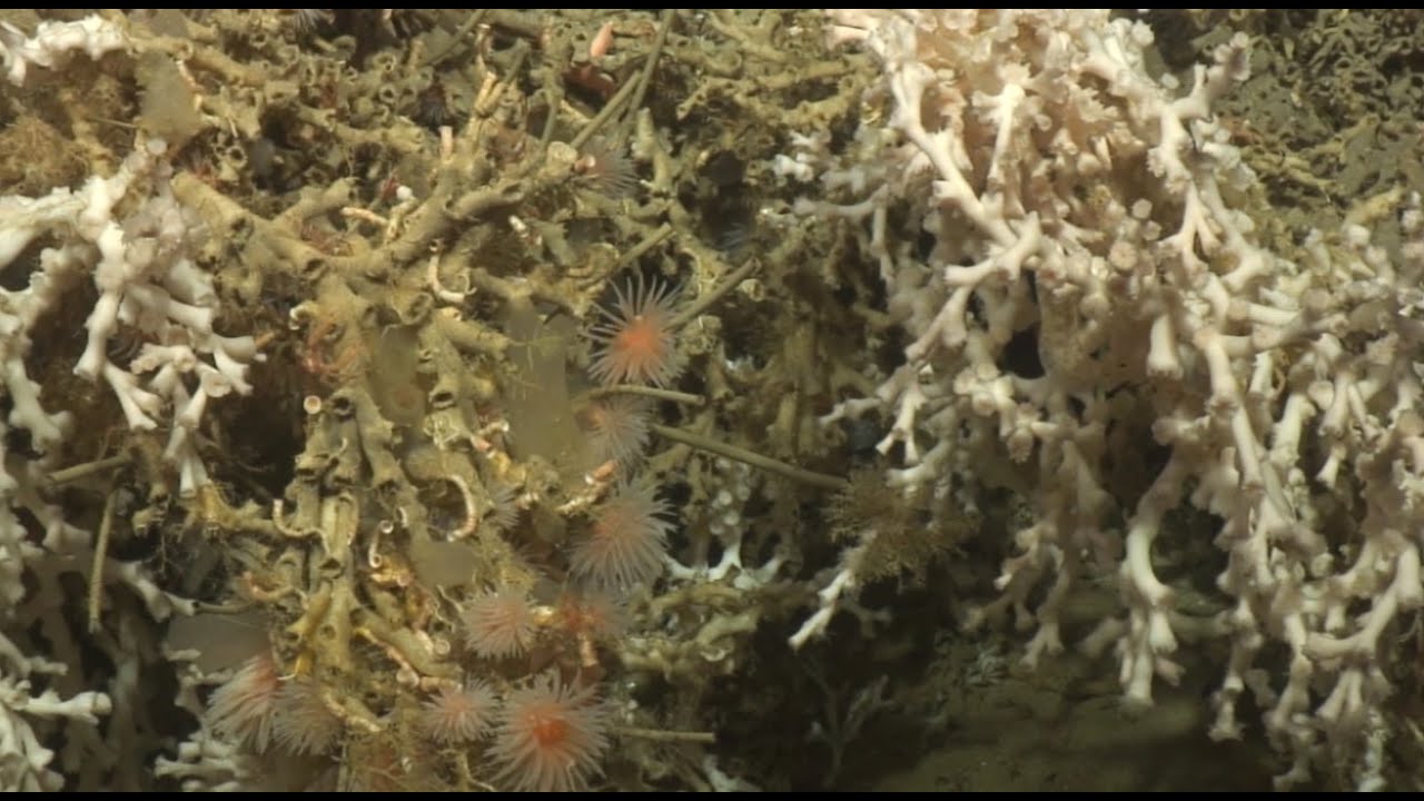 Deep Sea Cold-water Corals with Dr Seb Hennige - Vidcast from the 2015 ...