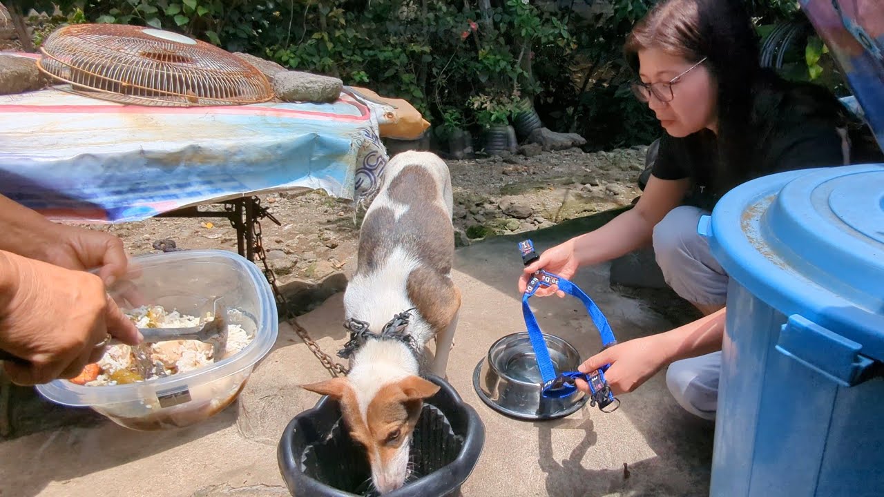 My Mother's Leftover Foods for Her Dog | Changing Harness while Feeding ...