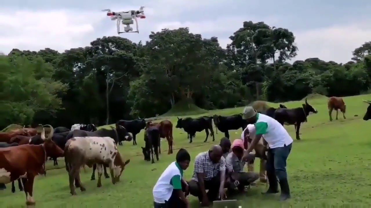 Monitoring Cattle with drones 🌍 Africna Farming - YouTube