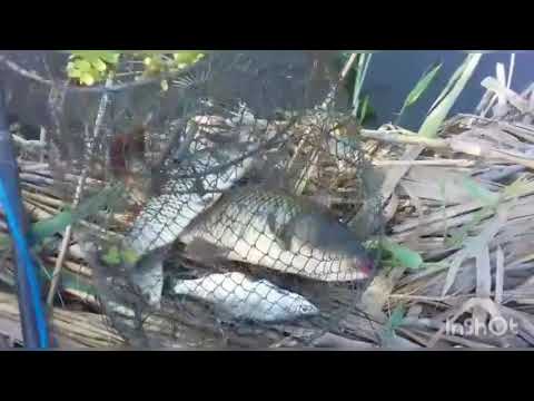 Agcebedide balıq ovu boz qobu