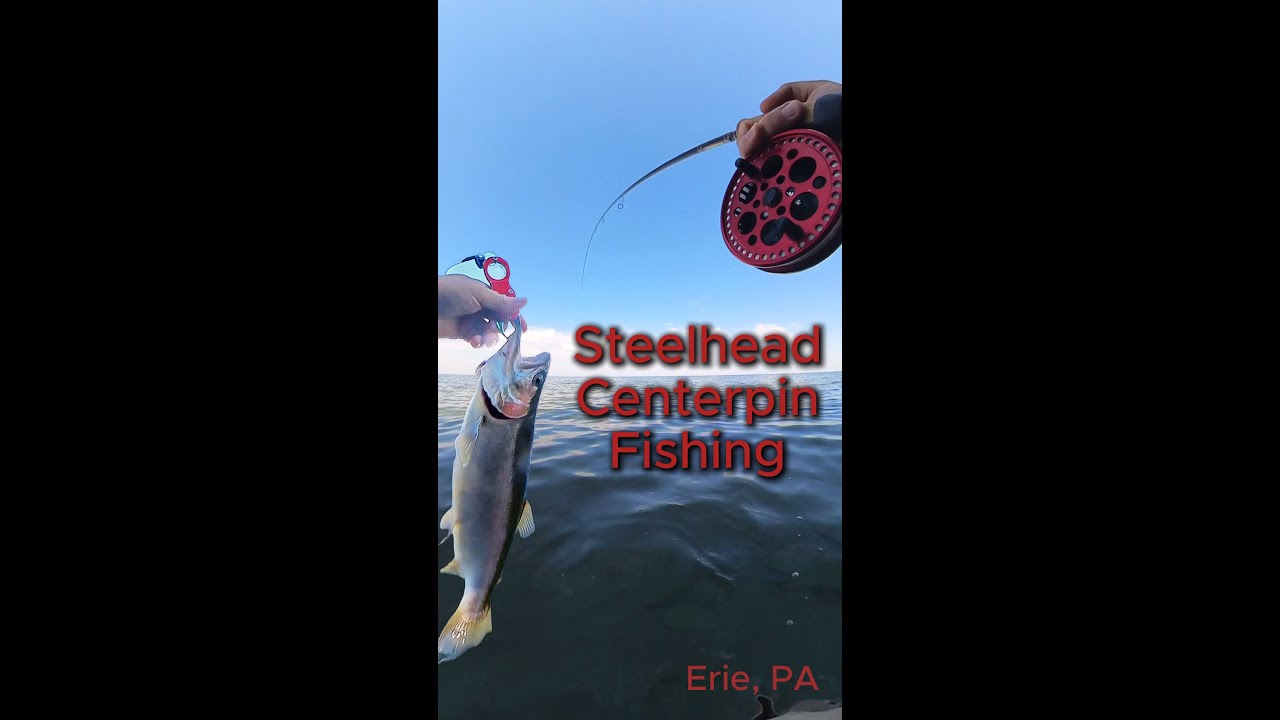 First Steelhead of the year! First Steelhead on the Centerpin! #shorts ...