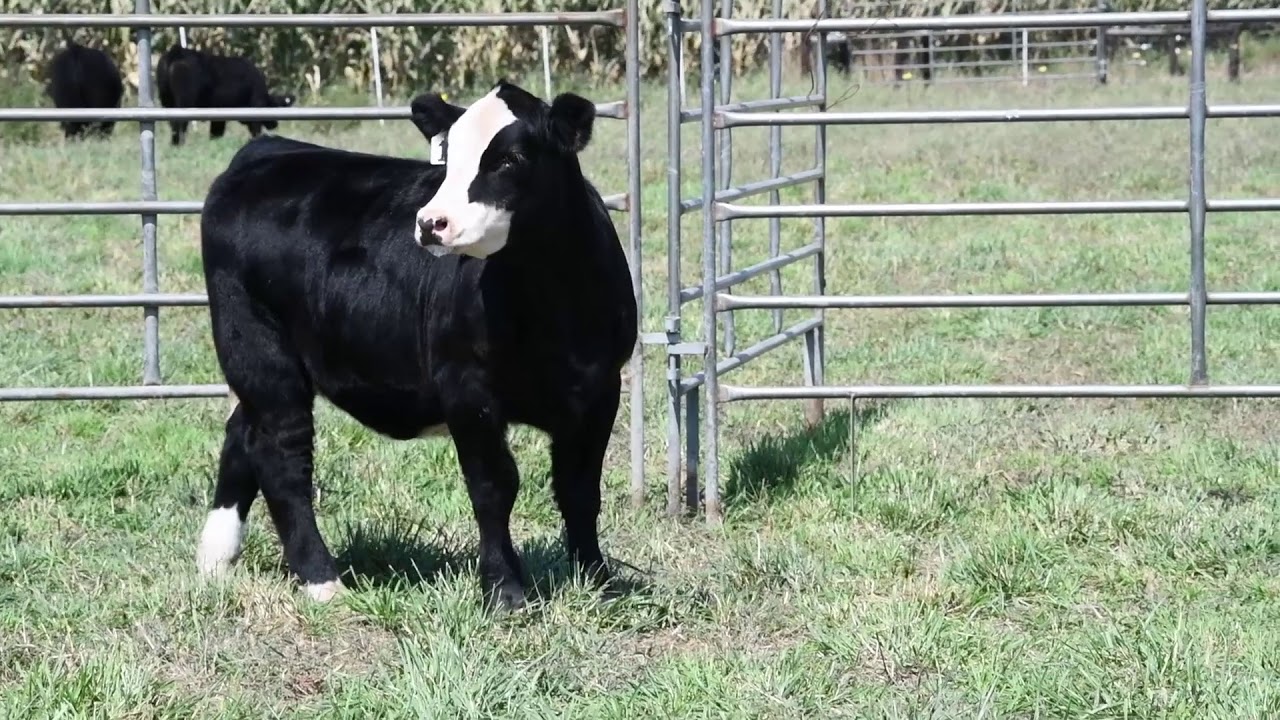 Hellbusch 2018 Tag 13 - YouTube