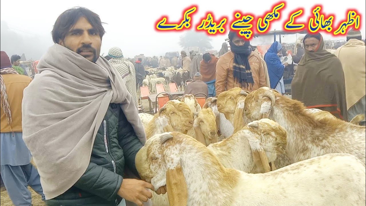 luddan Bakra Mandi fresh update, Azhar bhai ke Makkhi China breeder ...