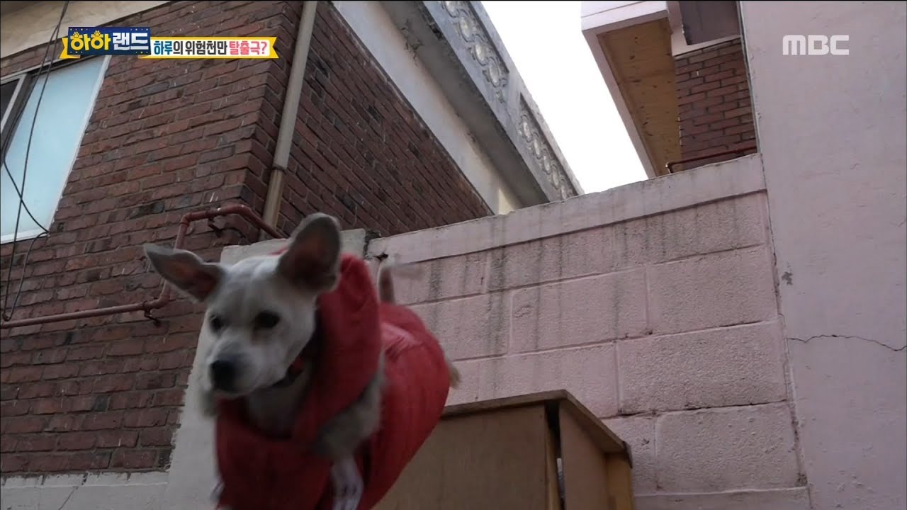 [Haha Land] 하하랜드 - The puppy leaves the house. 20171220 - YouTube