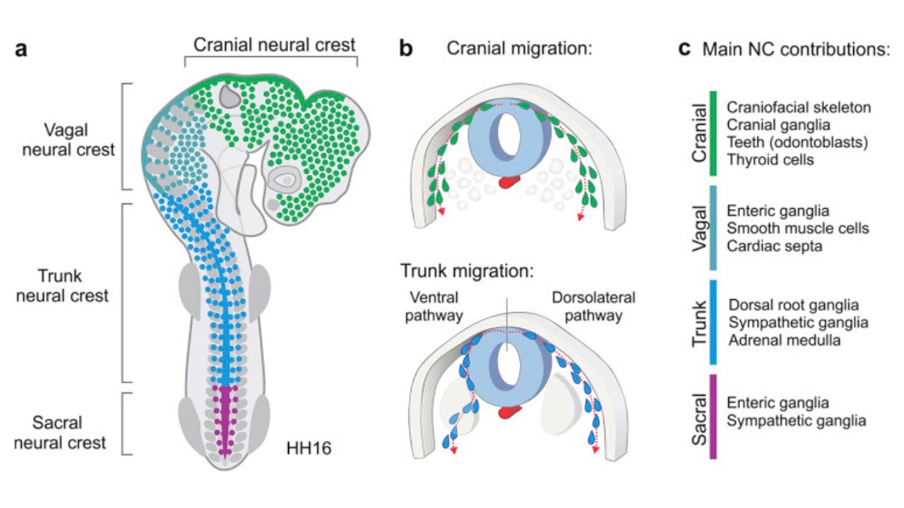 Derivatives of the Ectodermal Germ Layer-Neurulation(continued) - YouTube