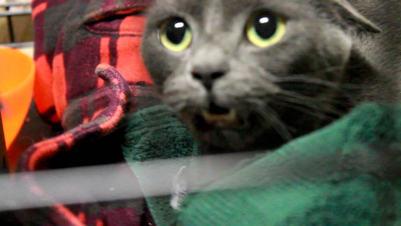 angry cat (very funny) - YouTube