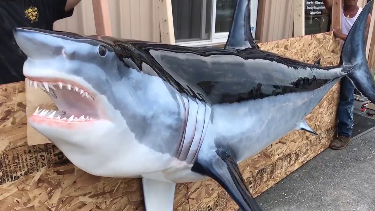 Mako Shark Mount Replica - Coast To Coast Fish Mounts - YouTube