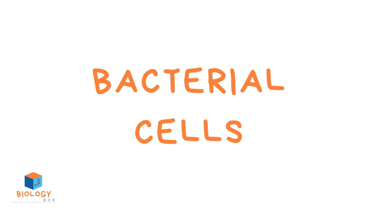 Bacterial Cells (KS3 structure of bacteria cell) - YouTube