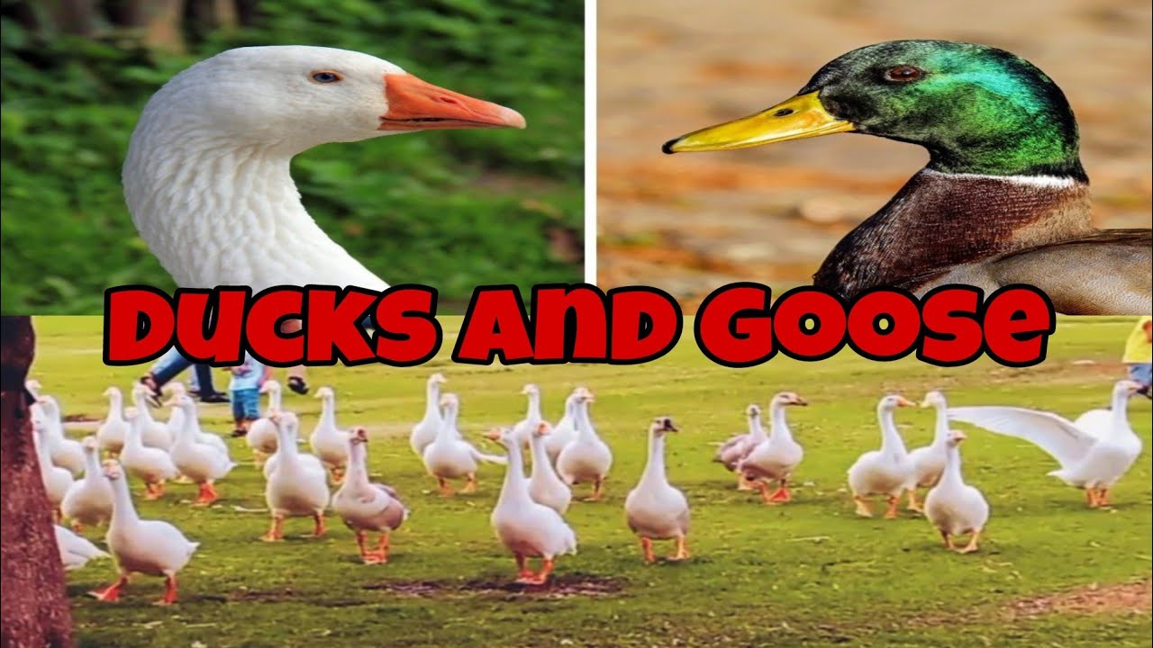 Difference between Goose and Ducks | Animal video - YouTube