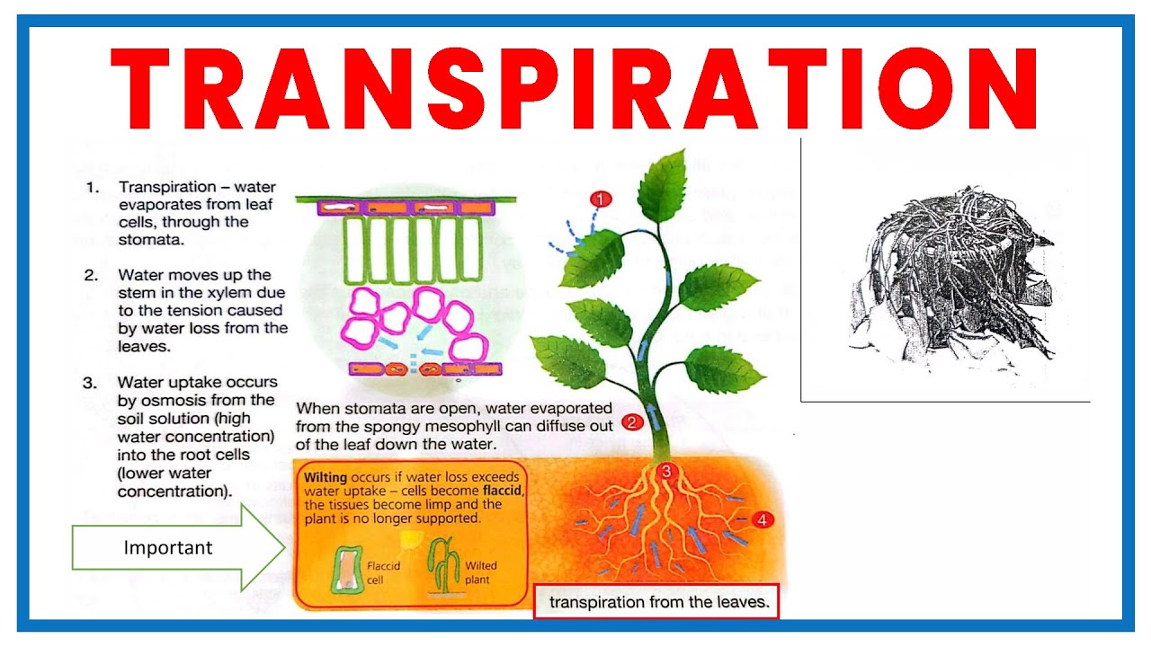 Transpiration | New Oxford Secondary Science 7 | Science Grade 7 | SNC ...