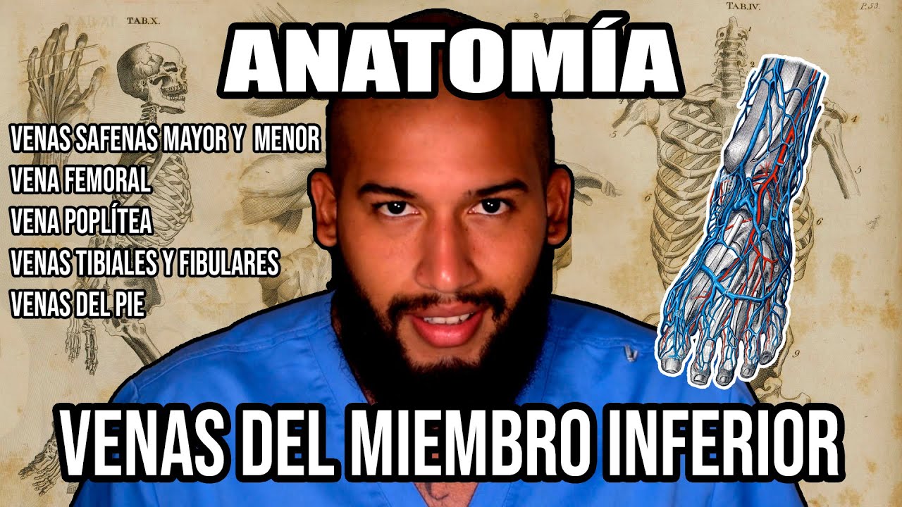 Anatomía - VENAS del MIEMBRO INFERIOR (Safenas Mayor y Menor, Femoral ...