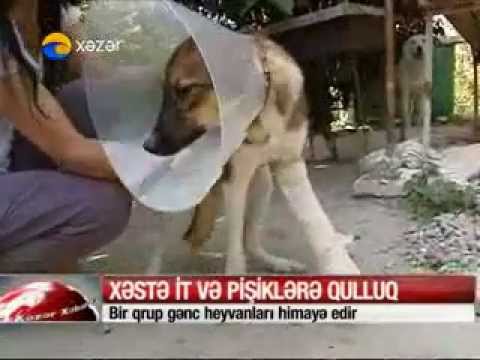 Küçə itlərini yığıb baxırlar