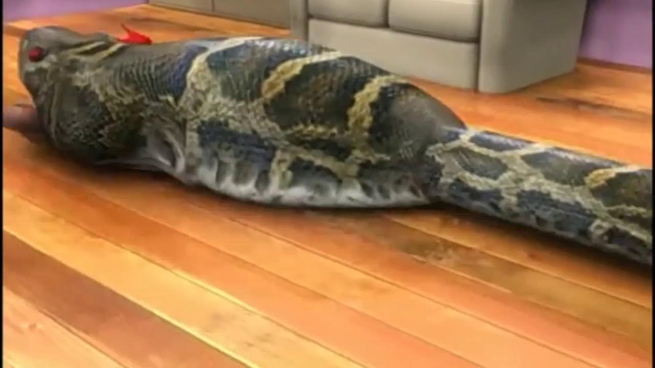 Snake Eating Girl (full) - YouTube