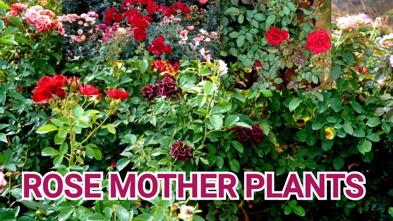 MOTHER PLANTS Of rose plants |PLANT NURSERY| MODI RED ROSE MOTHER ...