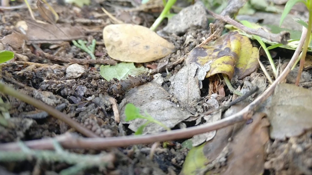 Stupid Worm Won't Move - YouTube