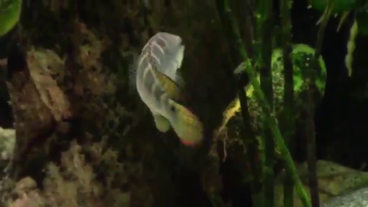 Crenicichla Compressiceps (Dwarf Green Pike Cichlid) - YouTube