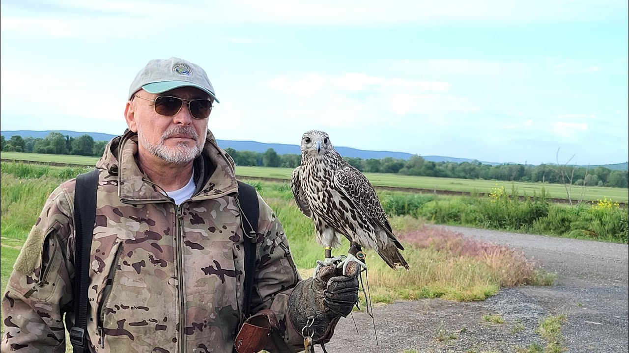 Peregrine/gyr tiercel is flying on the drone. - YouTube
