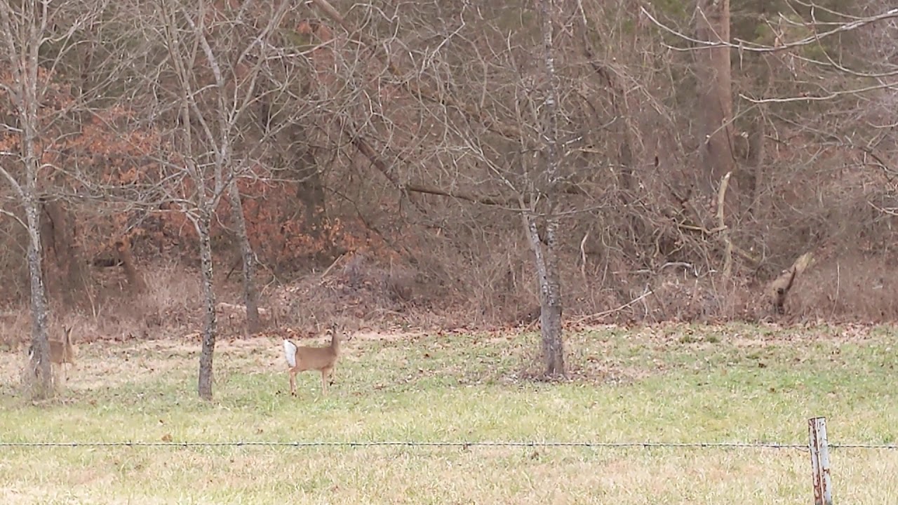 Wow, White Tailed Deer Bounding Thru the Woods! Shell Knob, Missouri ...
