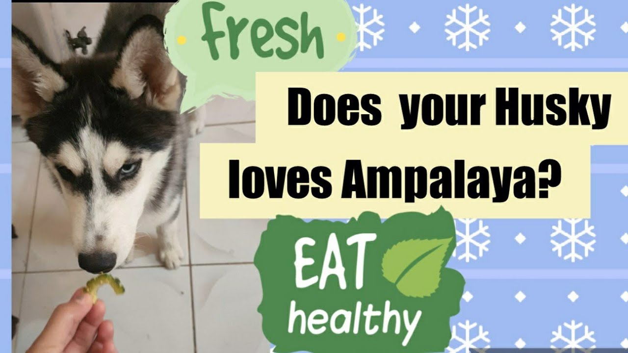 Who believes Husky loves Ampalaya..??☺☺Yummy!:FurryLove Pets - YouTube