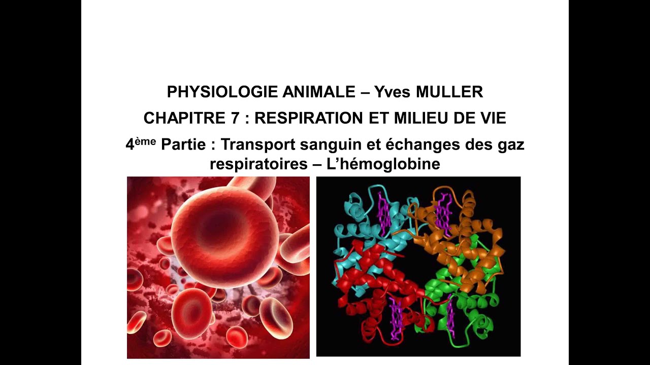 Chapitre 7-4 Transport sanguin et échanges des gaz respiratoires – L ...