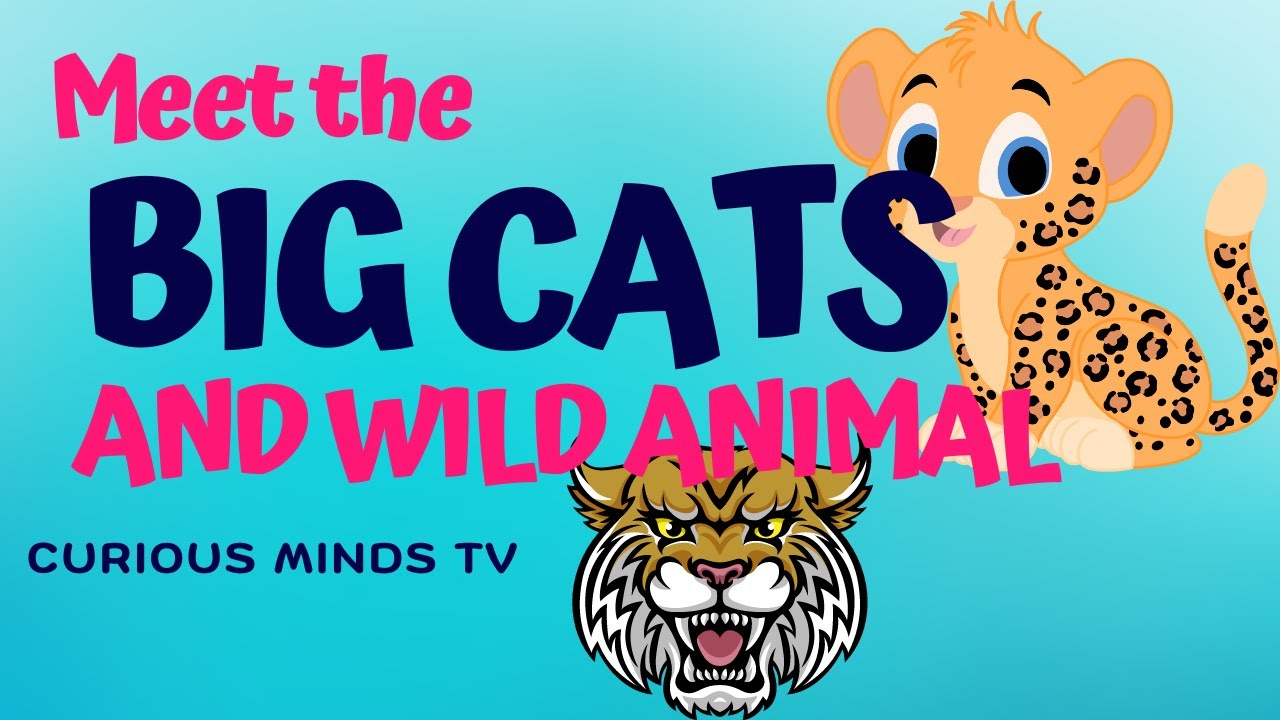 Meet the Big Cats and Wild Animals: Fun ABCs with Curious Minds TV ...