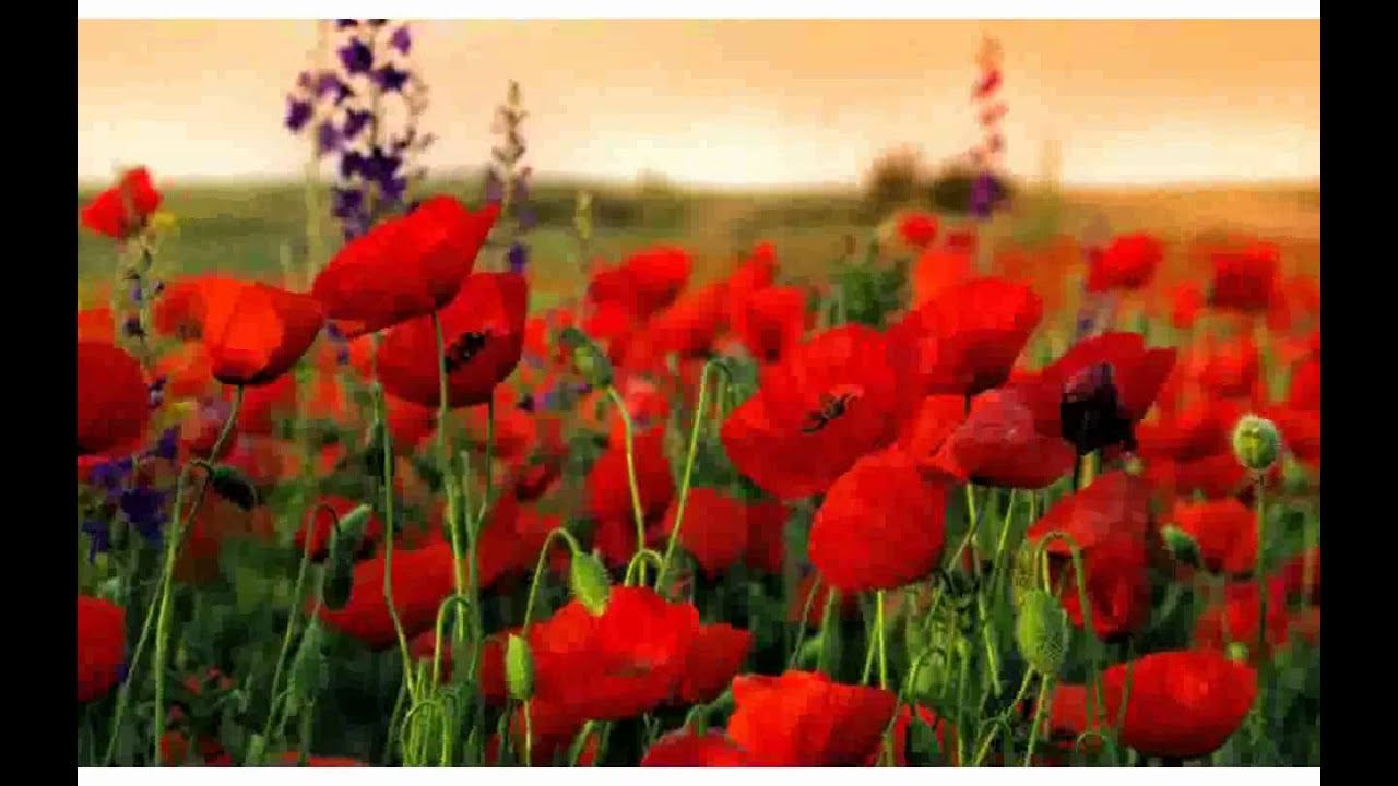 Nice Poppy Field - Images - YouTube