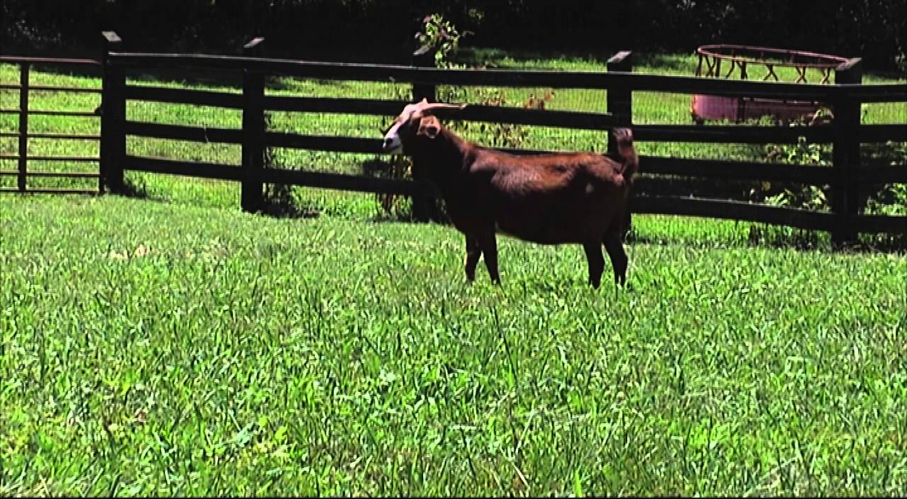 Timberock at Hopkins Farm - Goats - YouTube