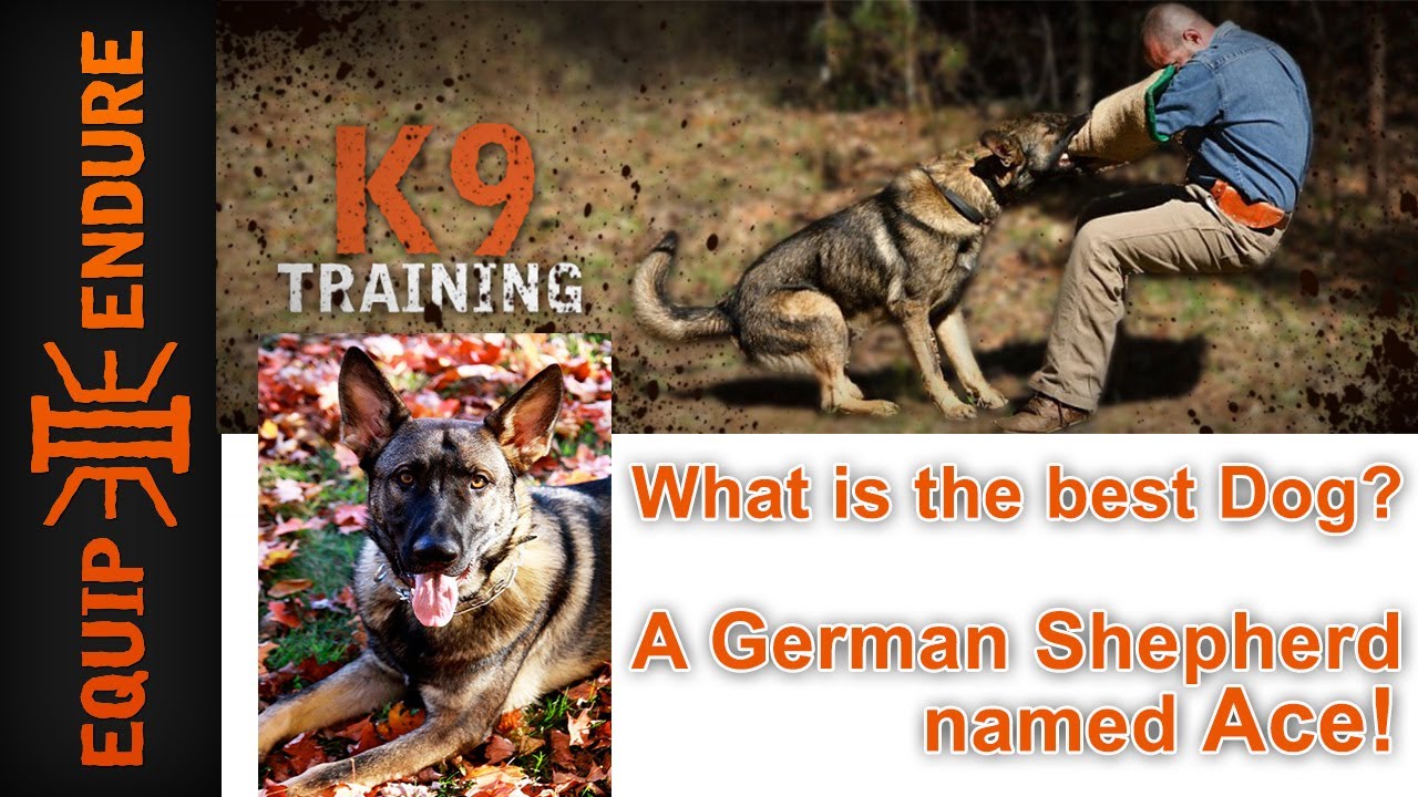 What is the best Dog? A German Shepherd named Ace! K9 Training - YouTube