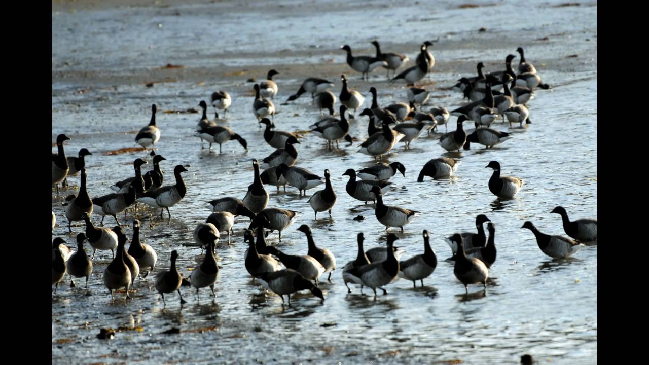 Brant hunting with Fins and Feathers Outfitters - YouTube