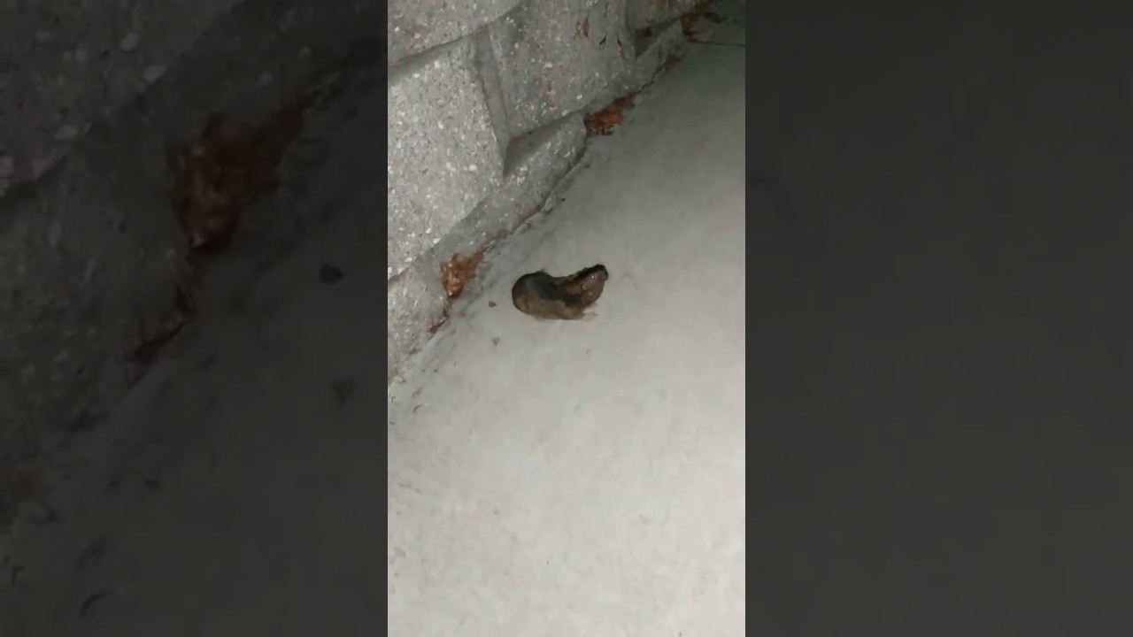 Signs Of Gophers In Yard at William Wooden blog