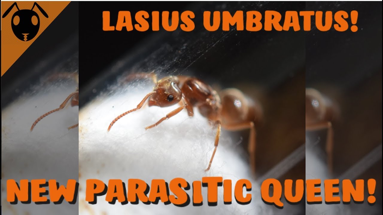 Introducing workers to paracitic queen! (Lasius Umbratus) - YouTube