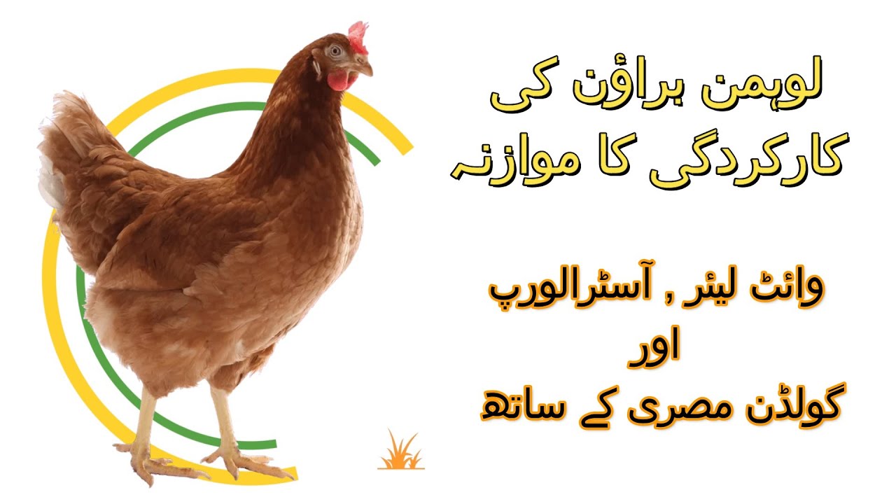 Performance Comparison of Lohmann Brown with White Layer, Australorp ...