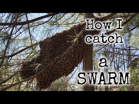 How to catch a bee swarm in a tree - YouTube