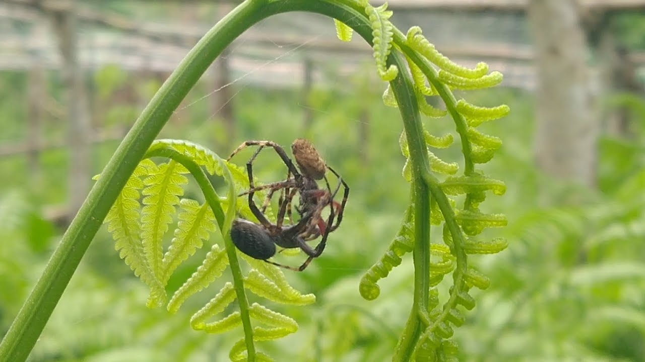 Super Intense Encounter Of Black Night Spider Against Native Spider ...