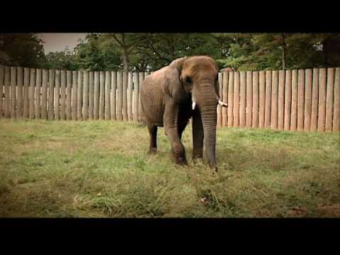 Maryland Zoo - "Zoo Boo" TV commercials - YouTube