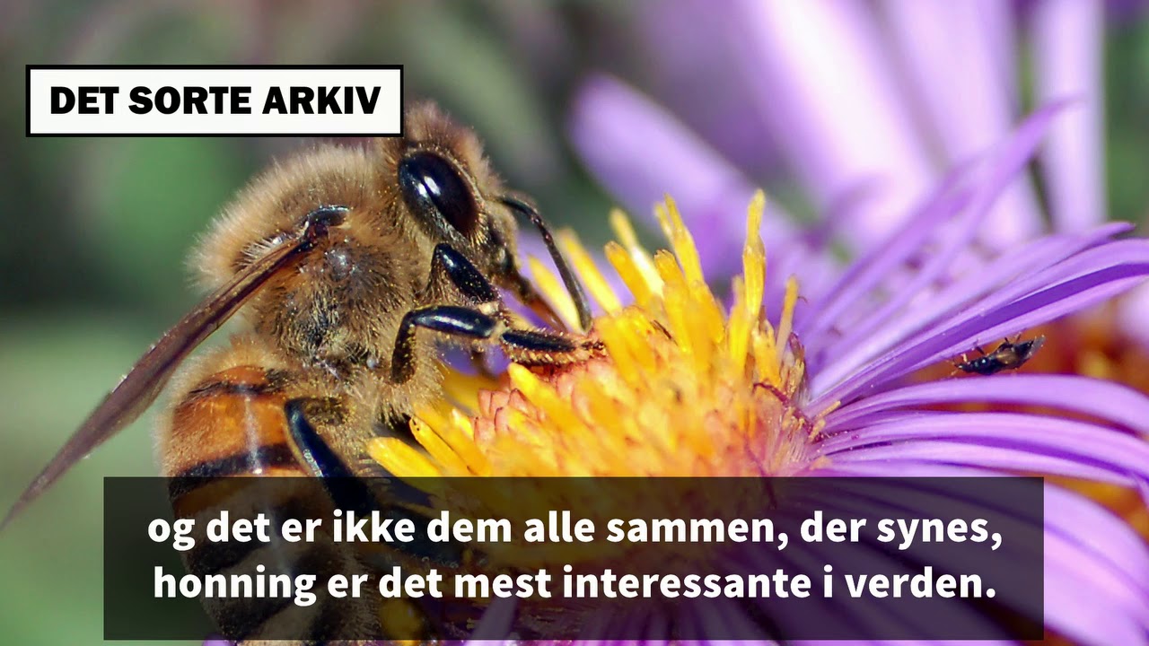 Blomsten og bien - YouTube