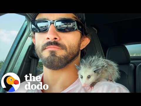 MMA Fighter Stops His Bike For Tiny Opossum In The Road | The Dodo