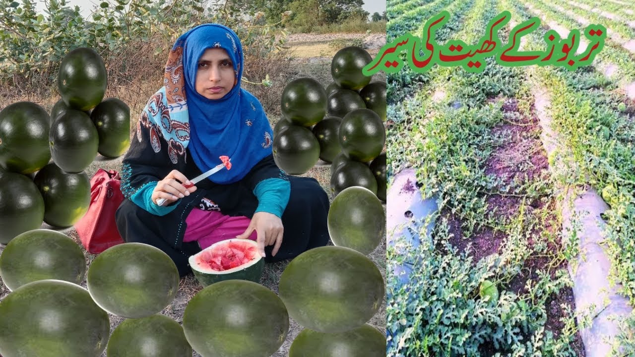 Tarbooz k khet ki sair||world Best watermelon||watermelon Farming in ...