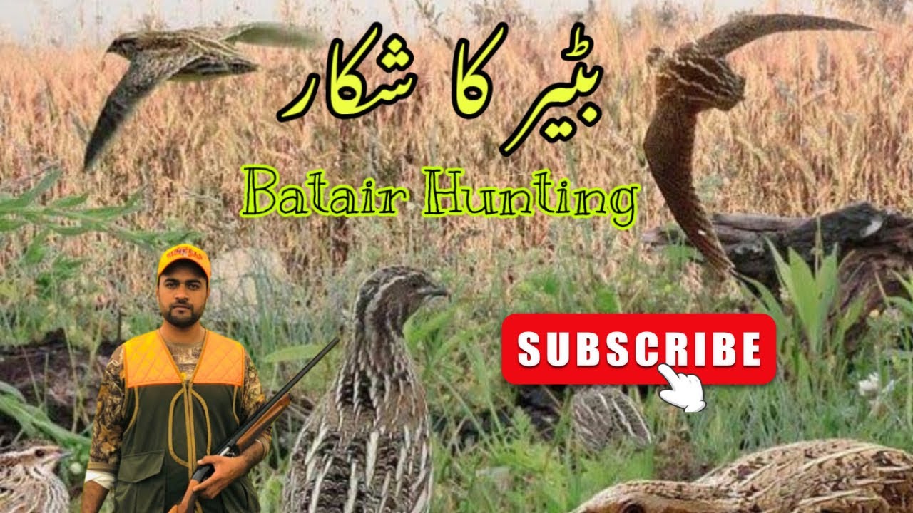 Quail hunting in Pakistan || Batair ka shikar 2022 in Pakistan #hunting ...